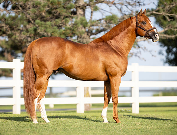 American Quarter Horse Images