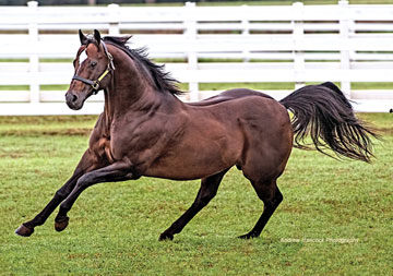Stallionesearch.com - The First Stop in Stallion Research for Breeders ...