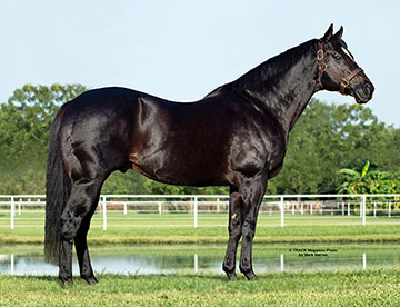 Stallionesearch.com - The First Stop in Stallion Research for Breeders ...