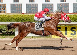 Louisiana Quarter Horse Breeder Association - Welcome