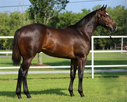 Louisiana Quarter Horse Breeder Association - Welcome