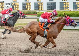 Louisiana Quarter Horse Breeder Association - Welcome